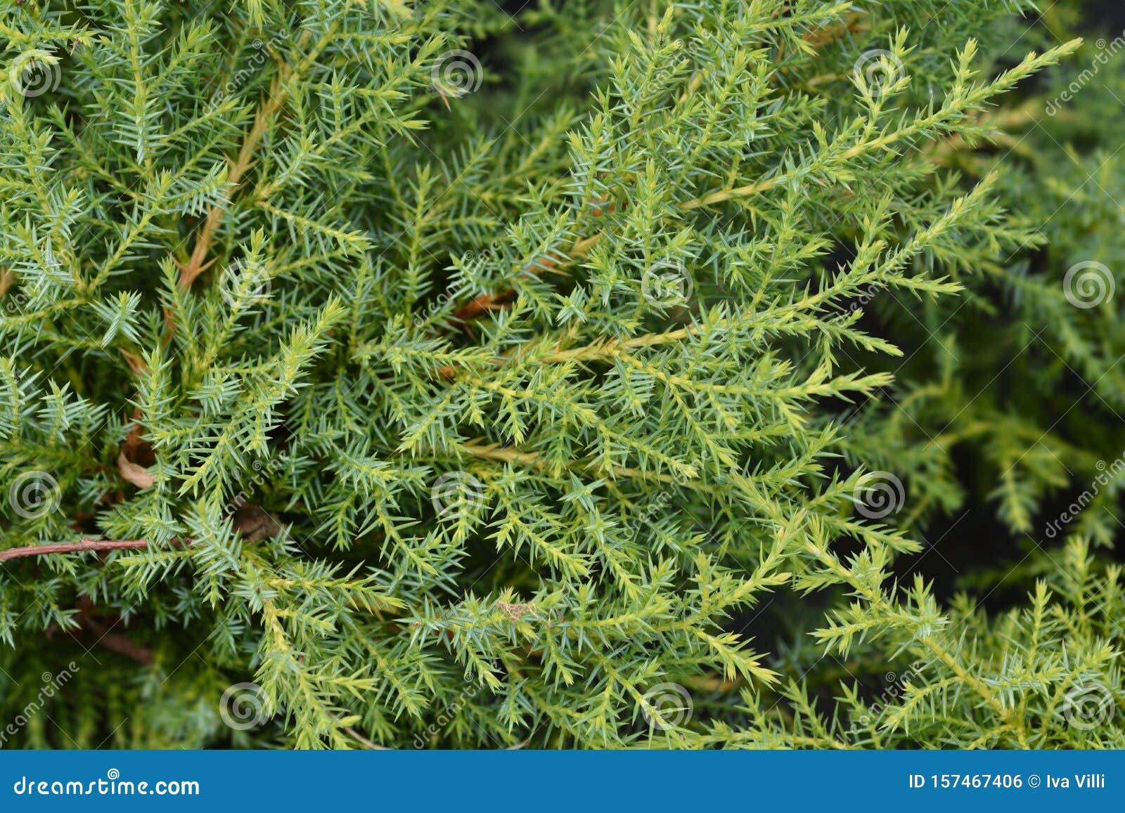 Juniper Gold Star stock photo. Image of juniper, summer - 157467406