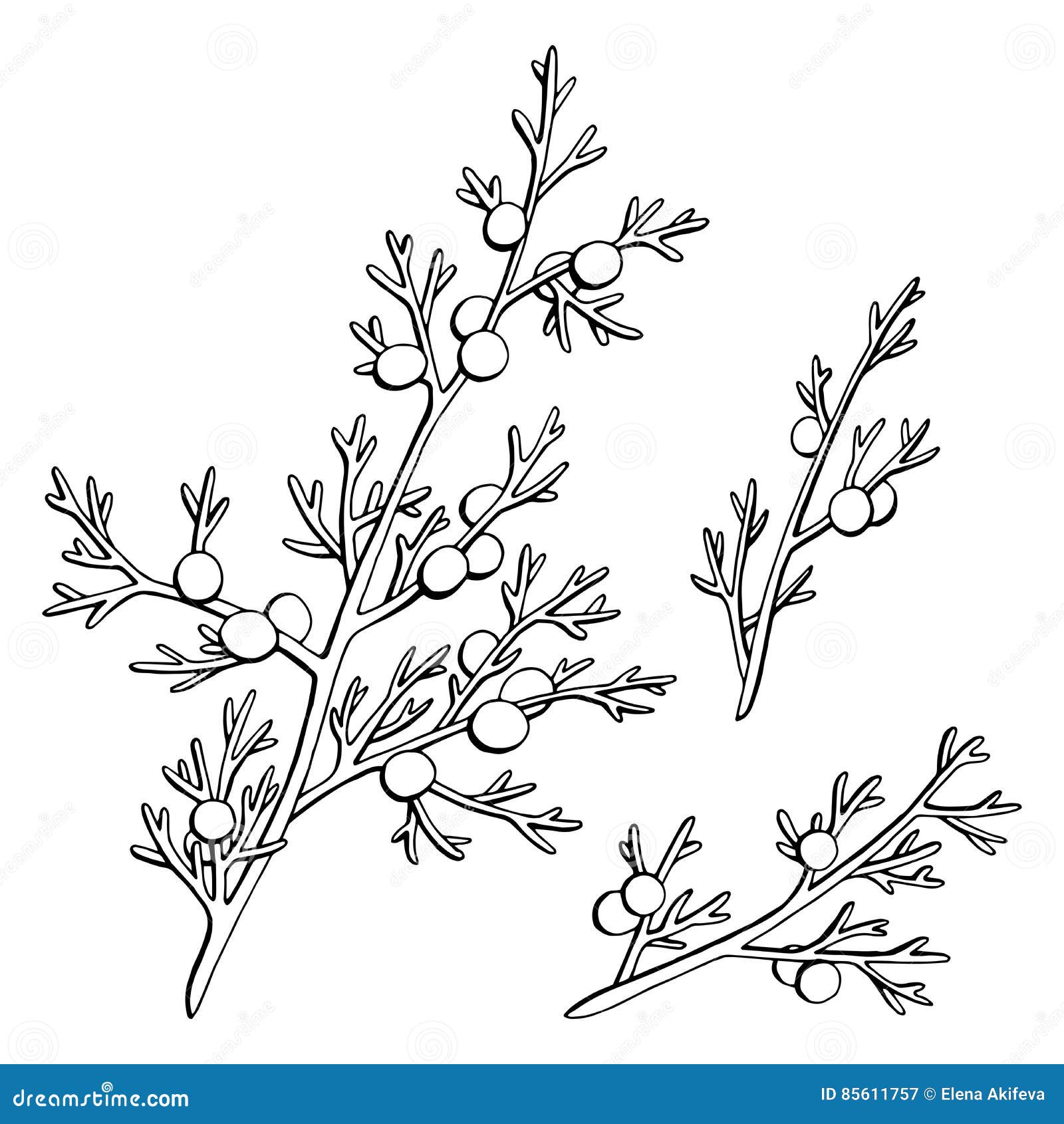 Juniper Vector Drawing Isolated Vintage Illustration Of