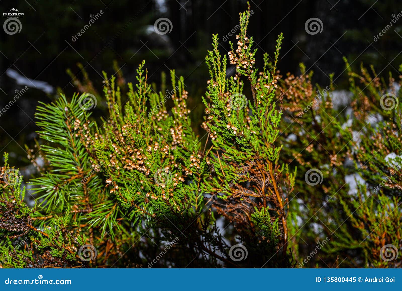 Sprig of Pine in the Bush Juniper Stock Image - Image of evergreen ...
