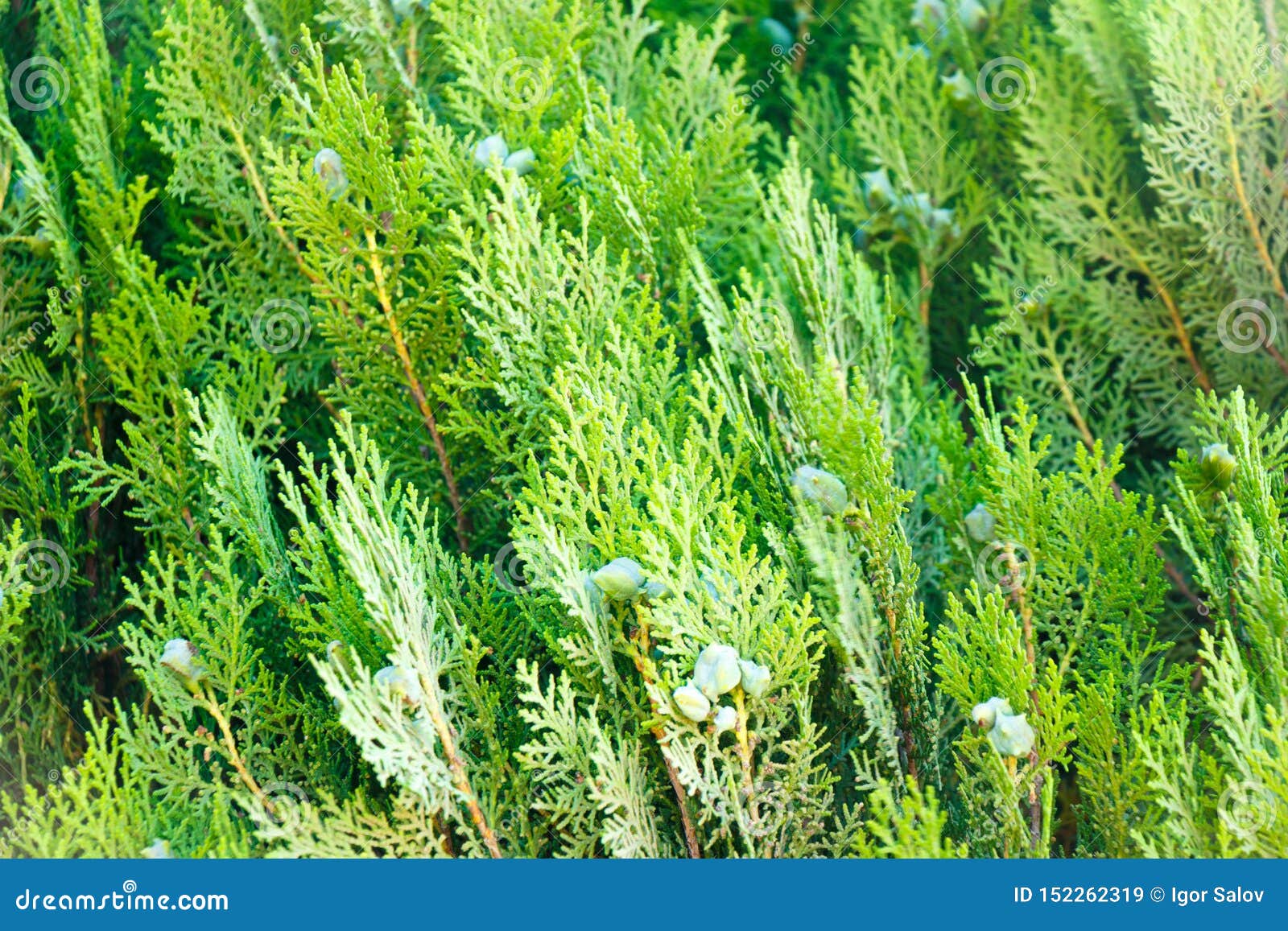 Juniper Green Foliage with Fruits As Background Stock Image - Image of ...