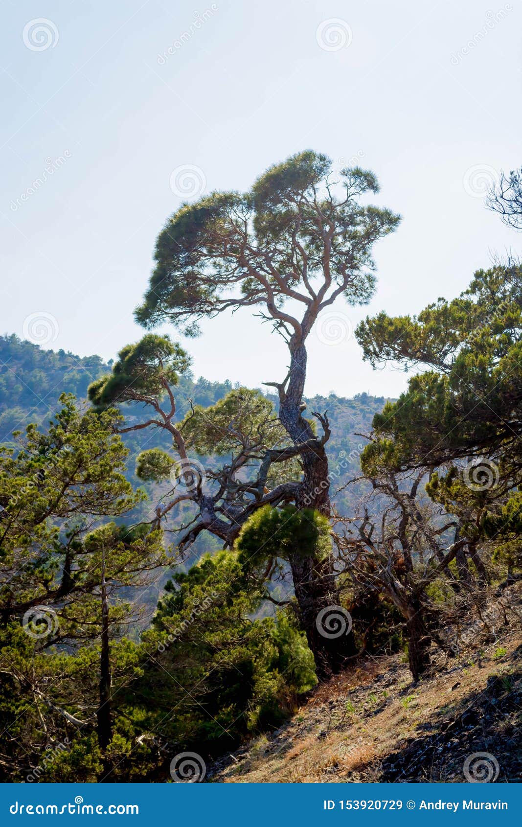Juniper Grove stock image. Image of stone, mountain - 153920729