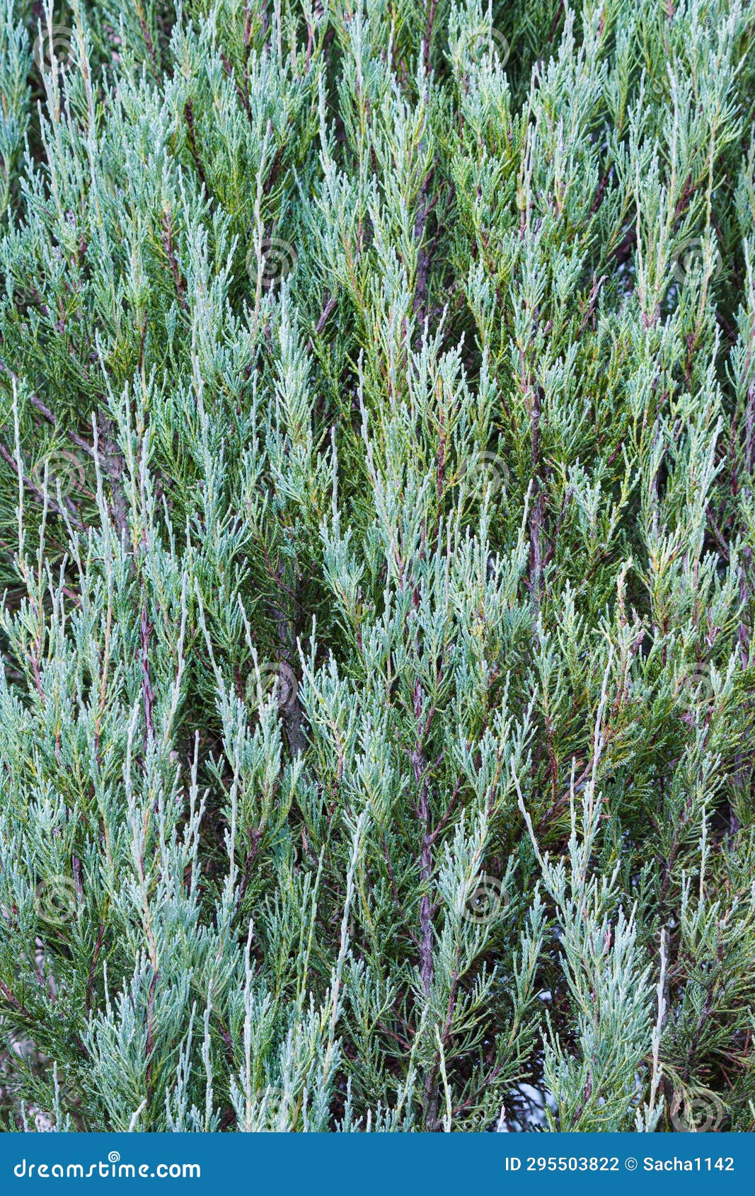 Juniper Hedge Texture Close Up. Juniperus Blue Arrow. Stock Photo ...