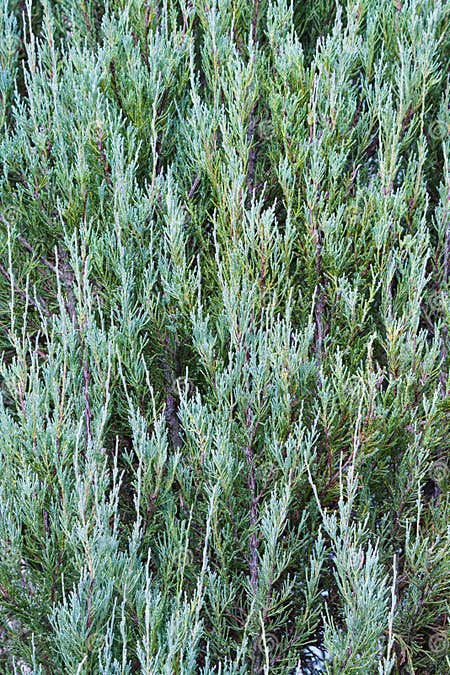 Juniper Hedge Texture Close Up. Juniperus Blue Arrow. Stock Photo ...