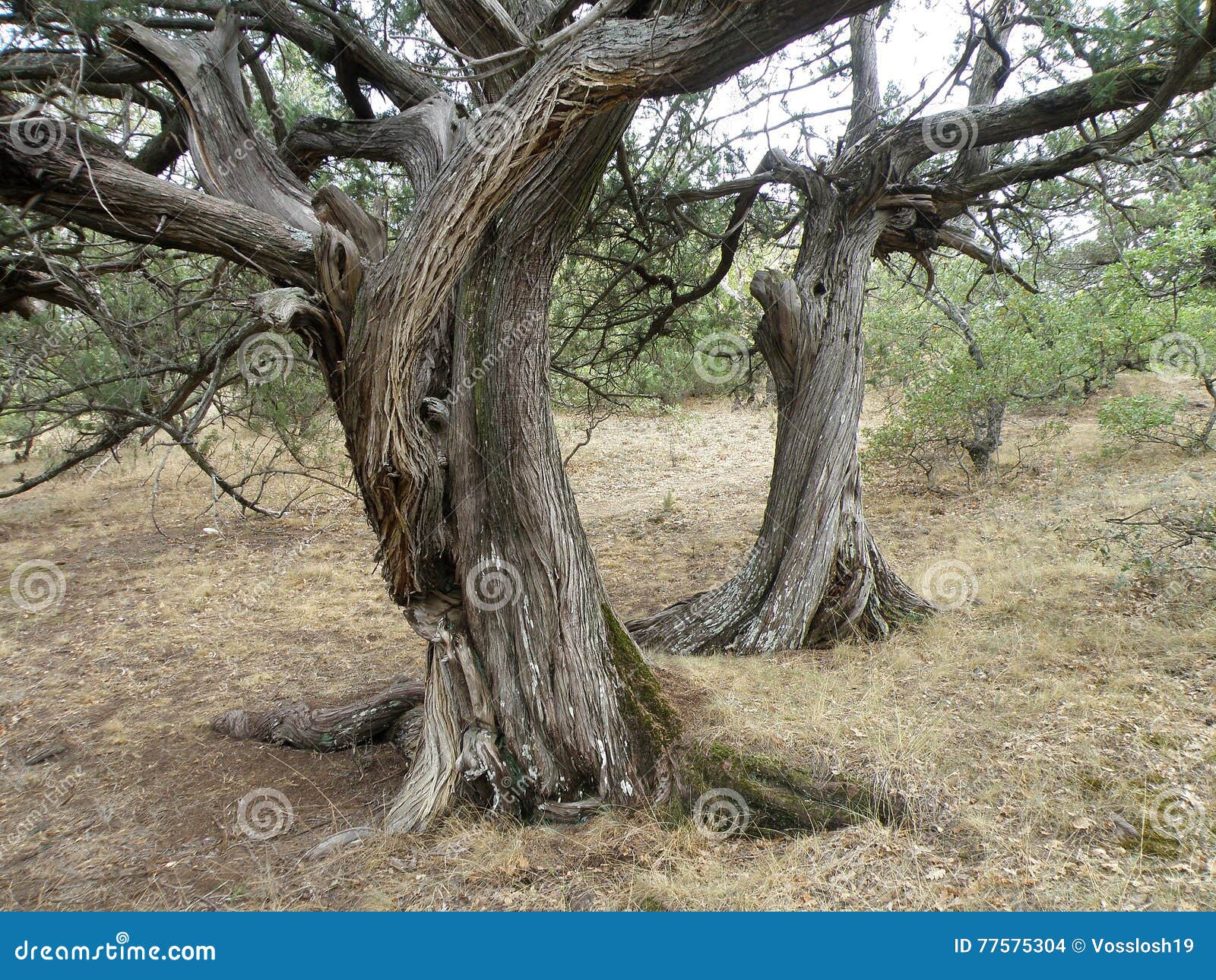 Juniper high . stock photo. Image of crimea, grove, smell - 77575304