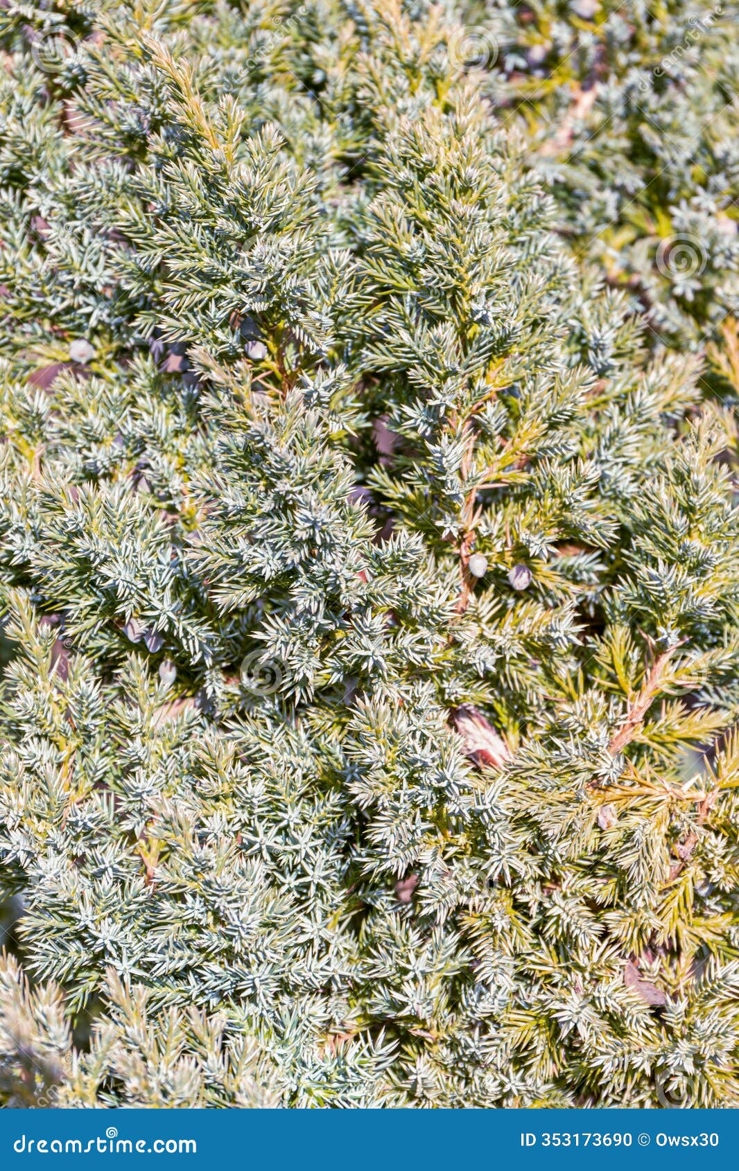 Juniper Horizontal Blue Scaly. Shrub with Gray-blue Needles. Landscape ...