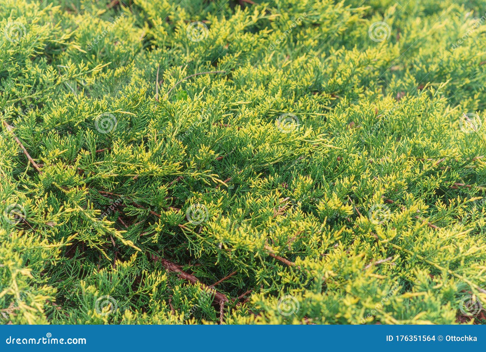 Juniper horizontal stock photo. Image of juniper, grow - 176351564