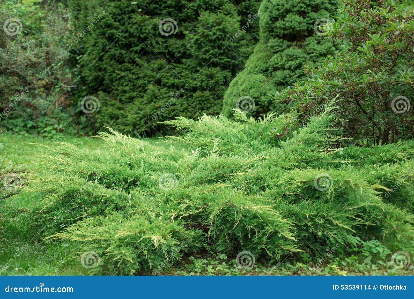 Juniper horizontal stock photo. Image of juniper, trees - 53539114