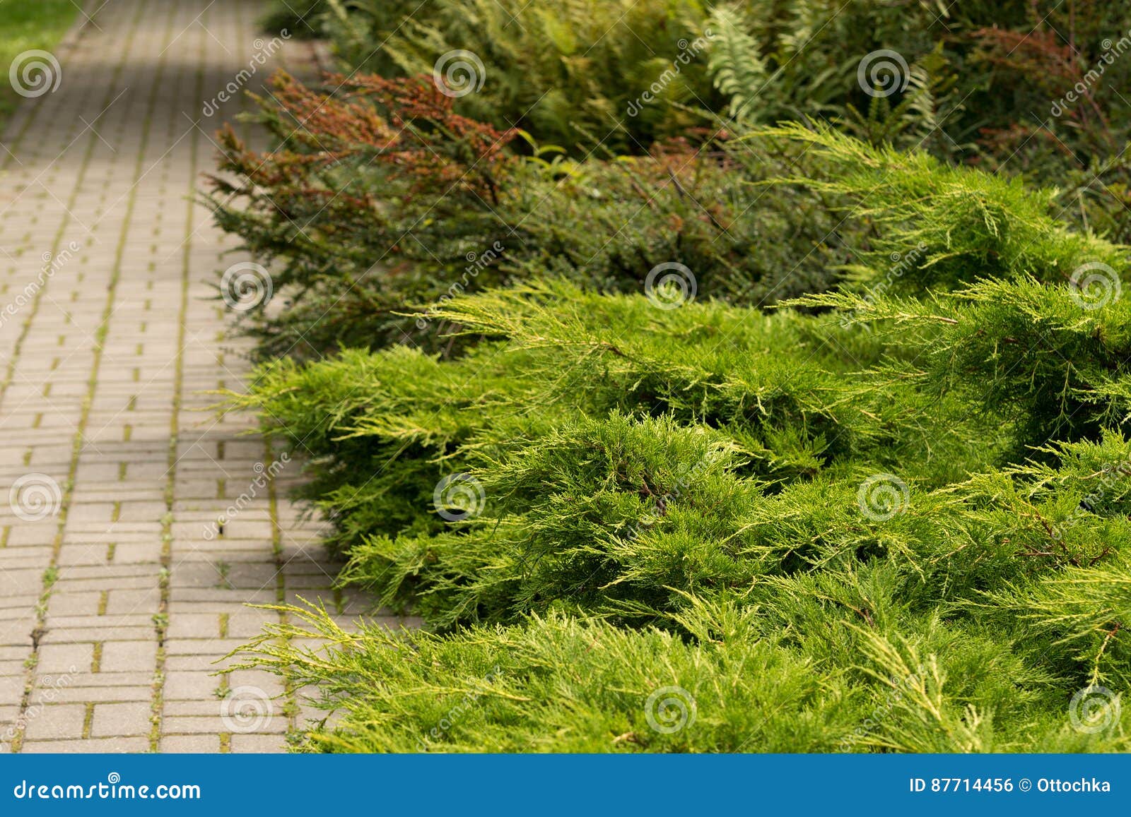Juniper horizontal stock photo. Image of garden, green - 87714456