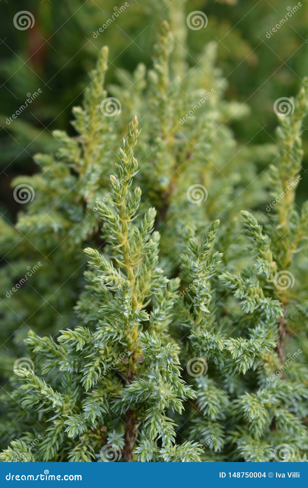 Juniper Hulsdonk Yellow stock photo. Image of garden - 148750004