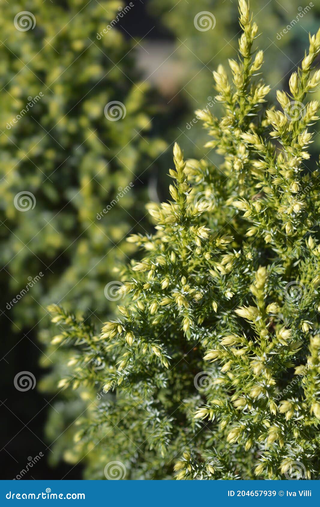 Juniper Hulsdonk Yellow stock image. Image of plant - 204657939
