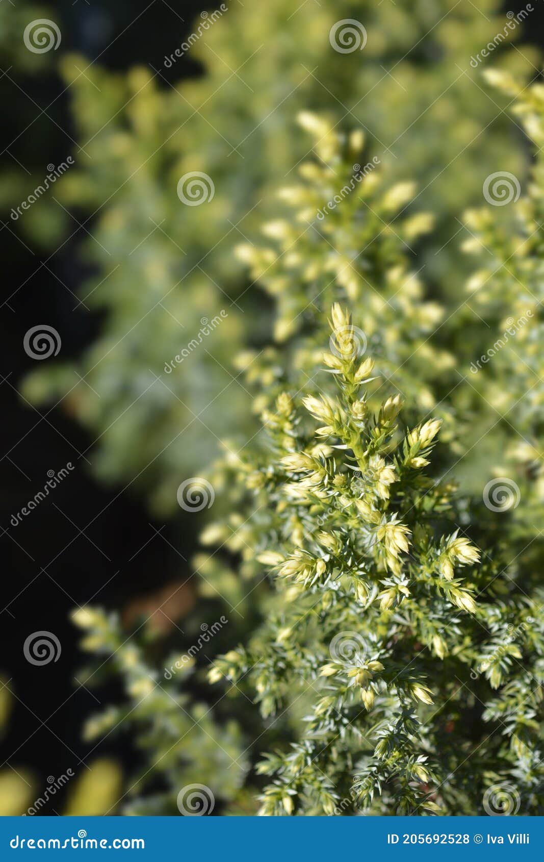 Juniper Hulsdonk Yellow stock photo. Image of green - 205692528