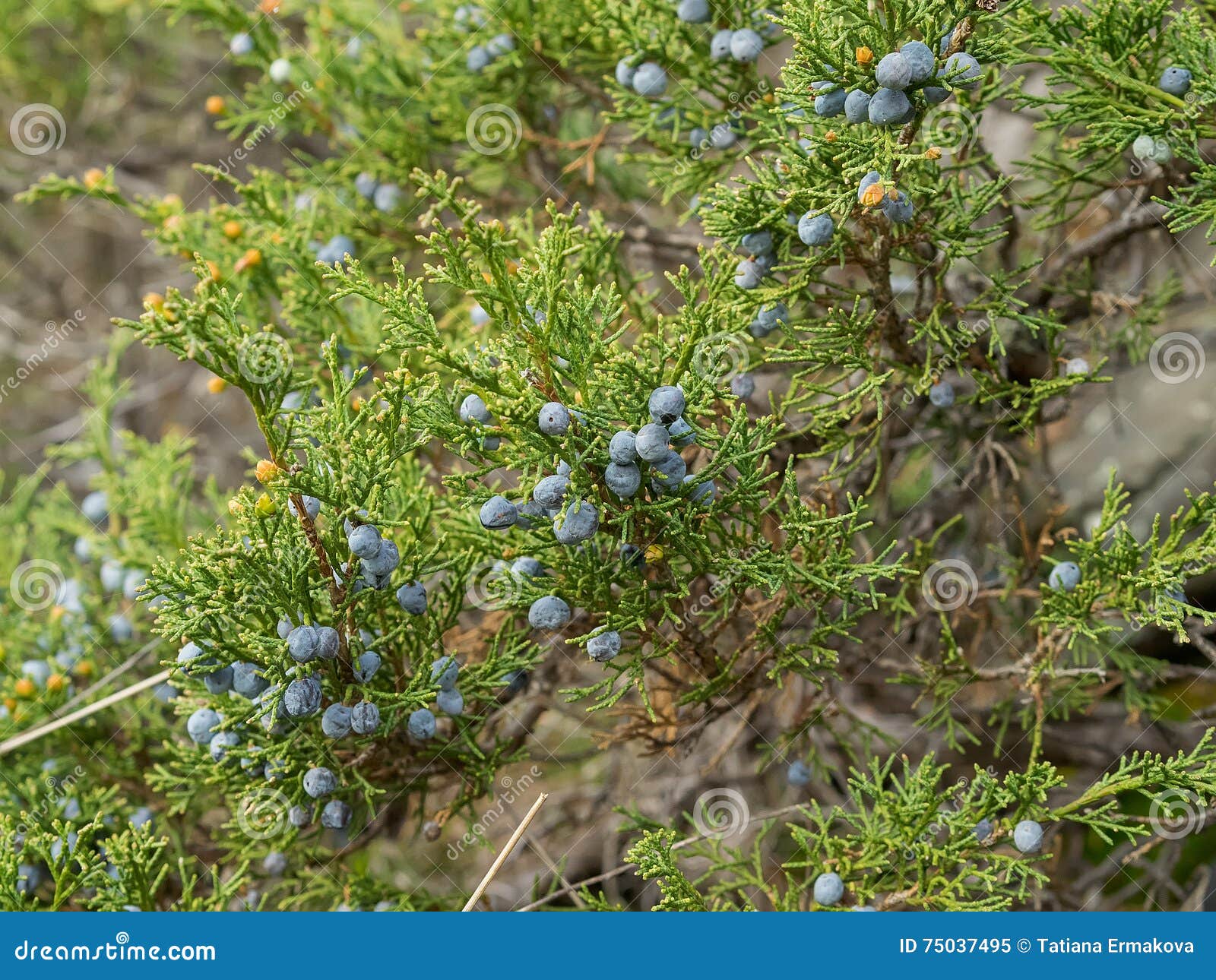 Juniper or JunÃ­perus CommÃºnis with Cone Berries. Stock Image - Image ...