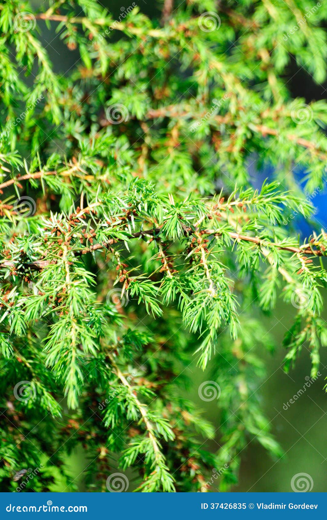 Juniper stock image. Image of coniferous, evergreen, branch - 37426835