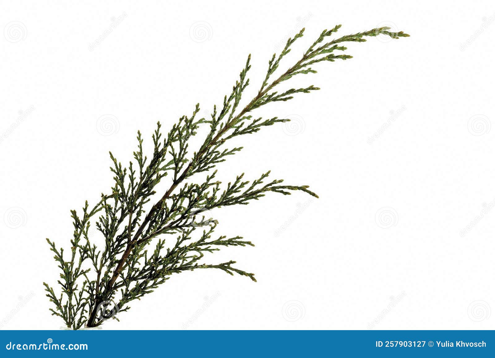 Juniper Juniperus Isolated on White. Stock Image - Image of natural ...
