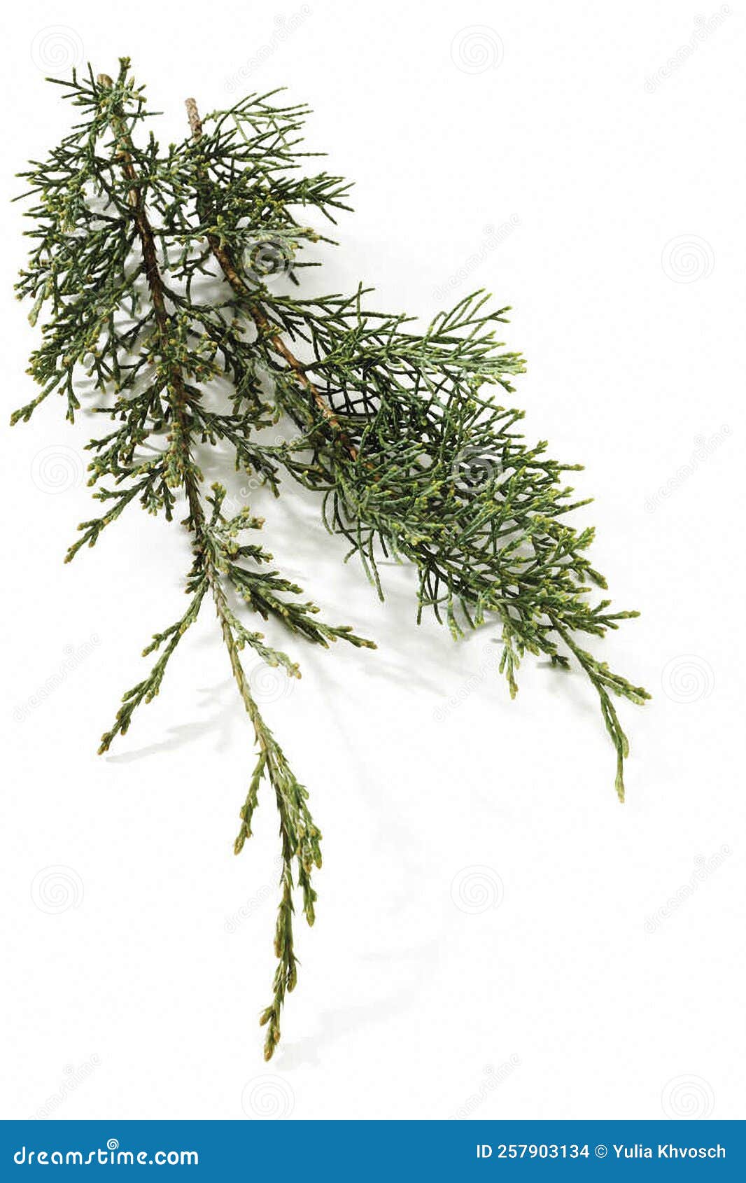 Juniper Juniperus Isolated on White. Stock Photo - Image of herbal ...