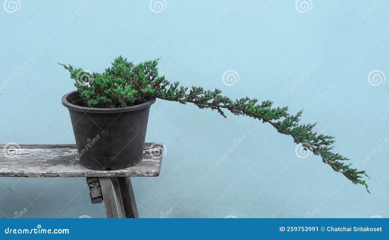 Juniper Juniperus Tree in a Black Plastic Pot Stock Image - Image of ...