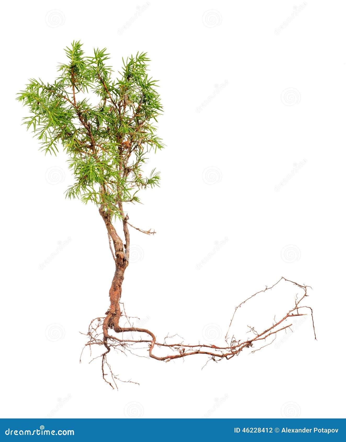 Juniper with Long Root Isolated on White Stock Photo - Image of herbal ...