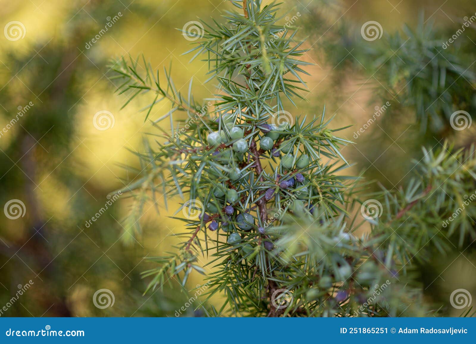 Juniper with Medicinal Plant - Juniperus Communis Stock Image - Image ...
