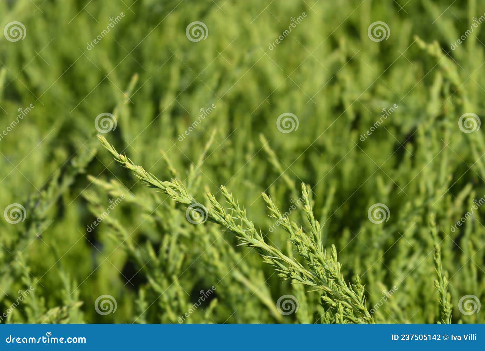 Juniper Mint Julep stock photo. Image of pfitzeriana - 237505142
