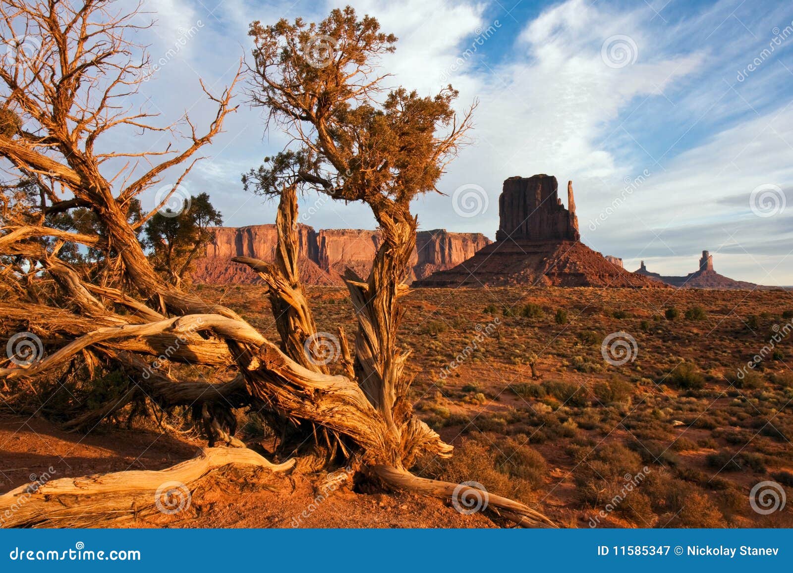 Juniper in Monument Valley stock image. Image of light - 11585347