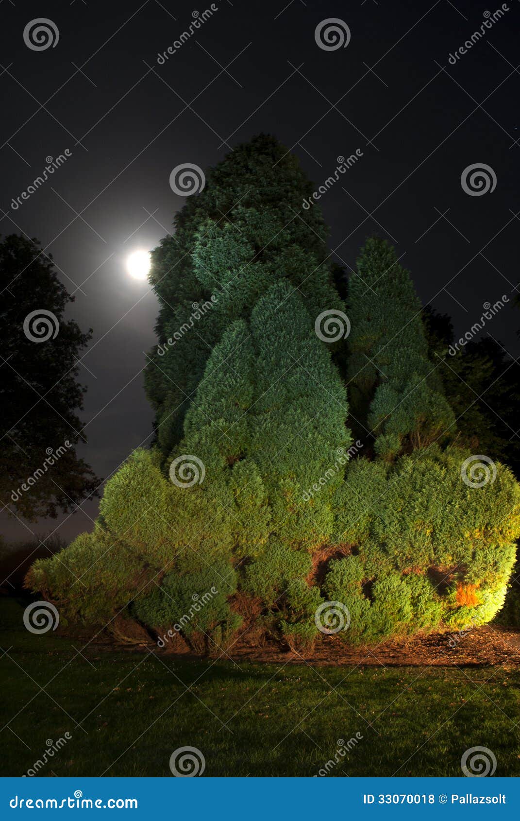 Juniper in moonlight stock photo. Image of dark, moonlight - 33070018