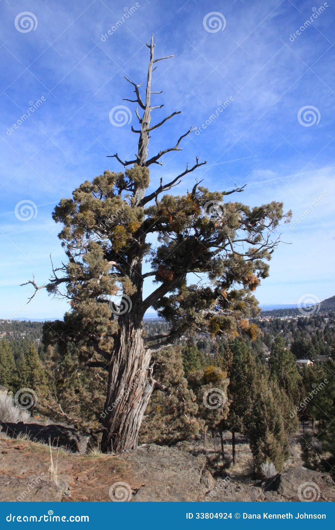Juniper on Overturf Butte stock photo. Image of cinder - 33804924