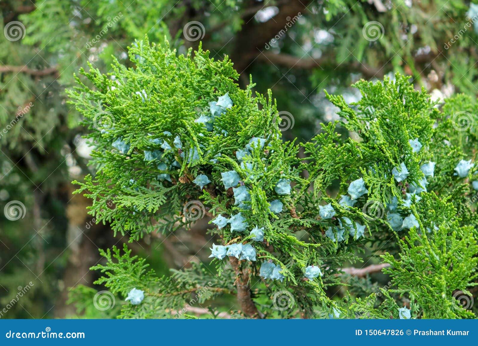 Is Juniper Plant Or Planted In Garden?Looks Very Beautiful.Sometimes It ...