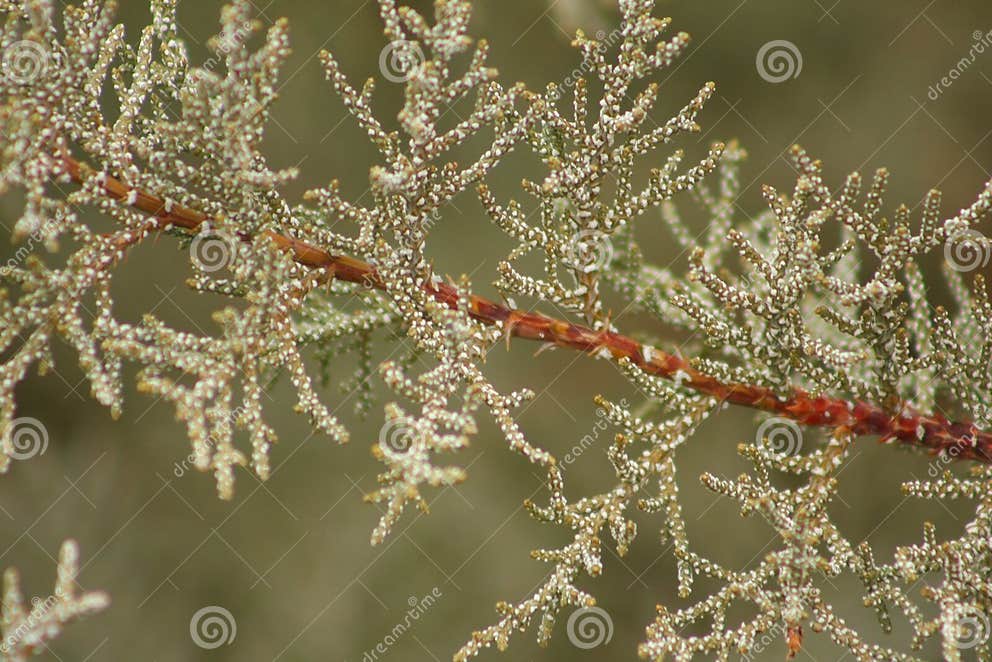 Juniper Pollen stock image. Image of reaction, spores - 13516869