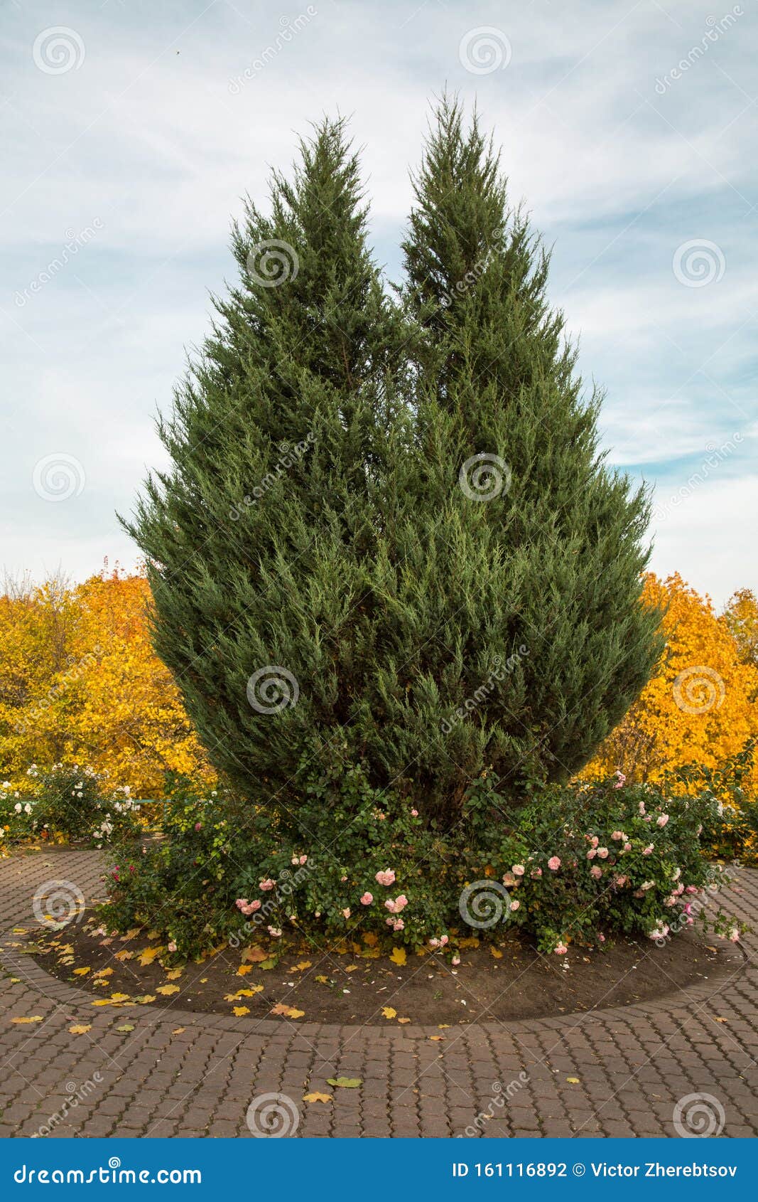 Juniper Pyramidal on the Background of Yellow Golden Trees in the Rays ...