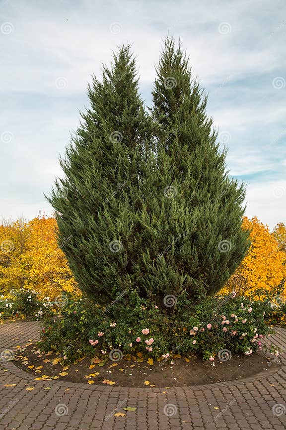 Juniper Pyramidal on the Background of Yellow Golden Trees in the Rays ...