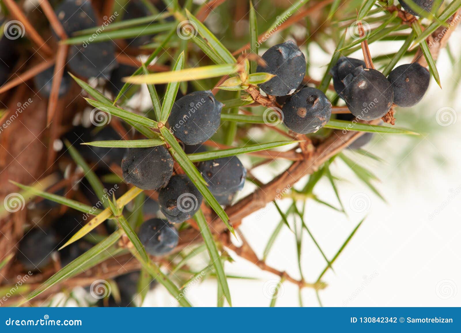 Juniper Ripe and Green Seeds on a Branch Stock Photo - Image of ...