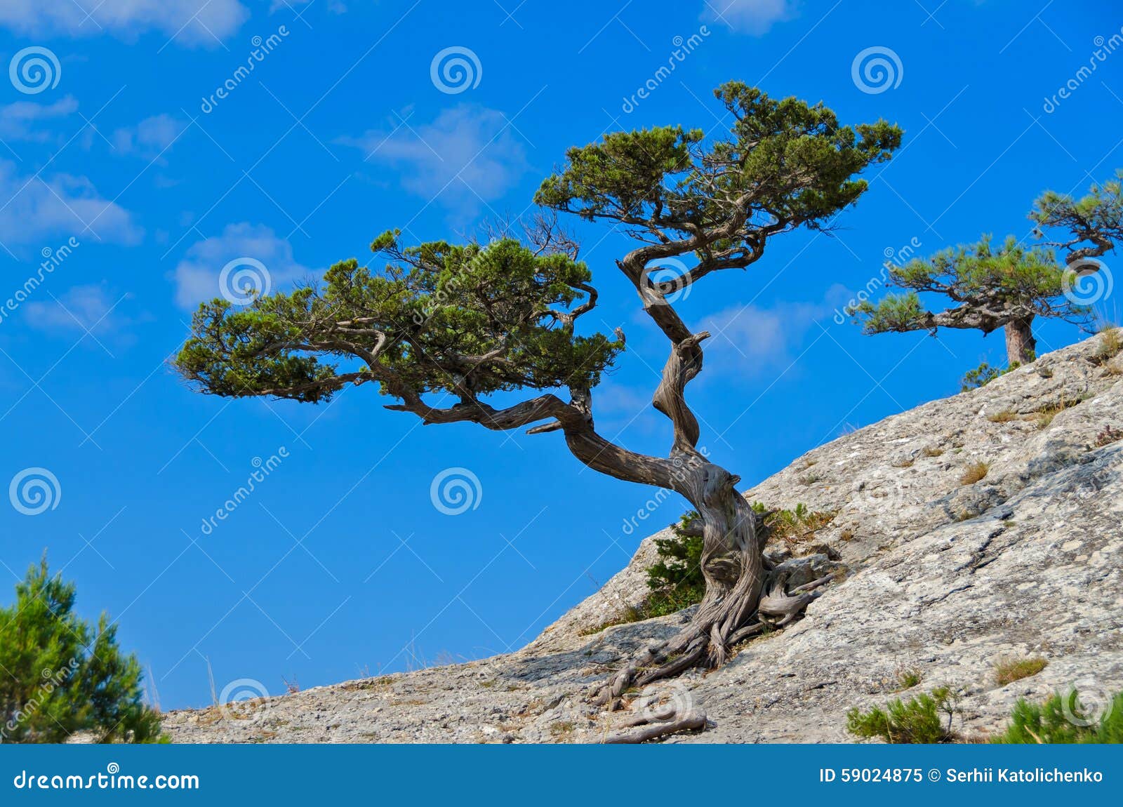 Juniper on rock stock image. Image of wood, green, season - 59024875
