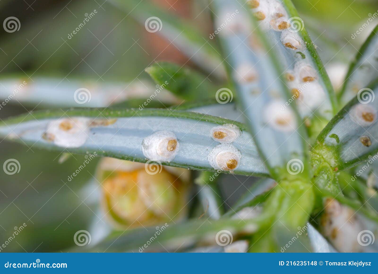 Juniper Scale Carulaspis Juniperi On Juniper Juniperus Spp. . Stock ...