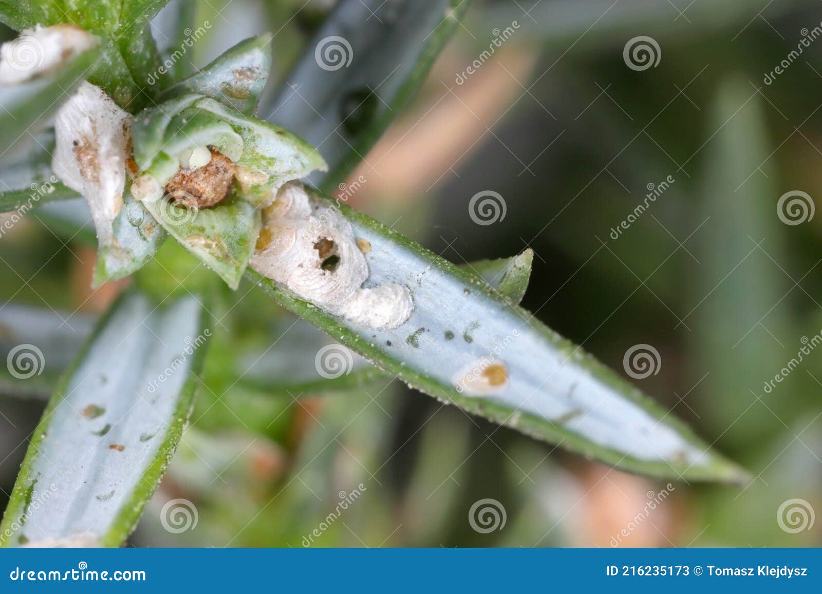 Juniper Scale Carulaspis Juniperi Stock Photos - Free & Royalty-Free ...