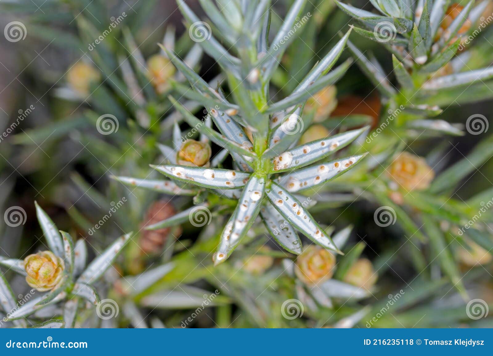 Juniper Scale Carulaspis Juniperi On Juniper Juniperus Spp. . Stock ...
