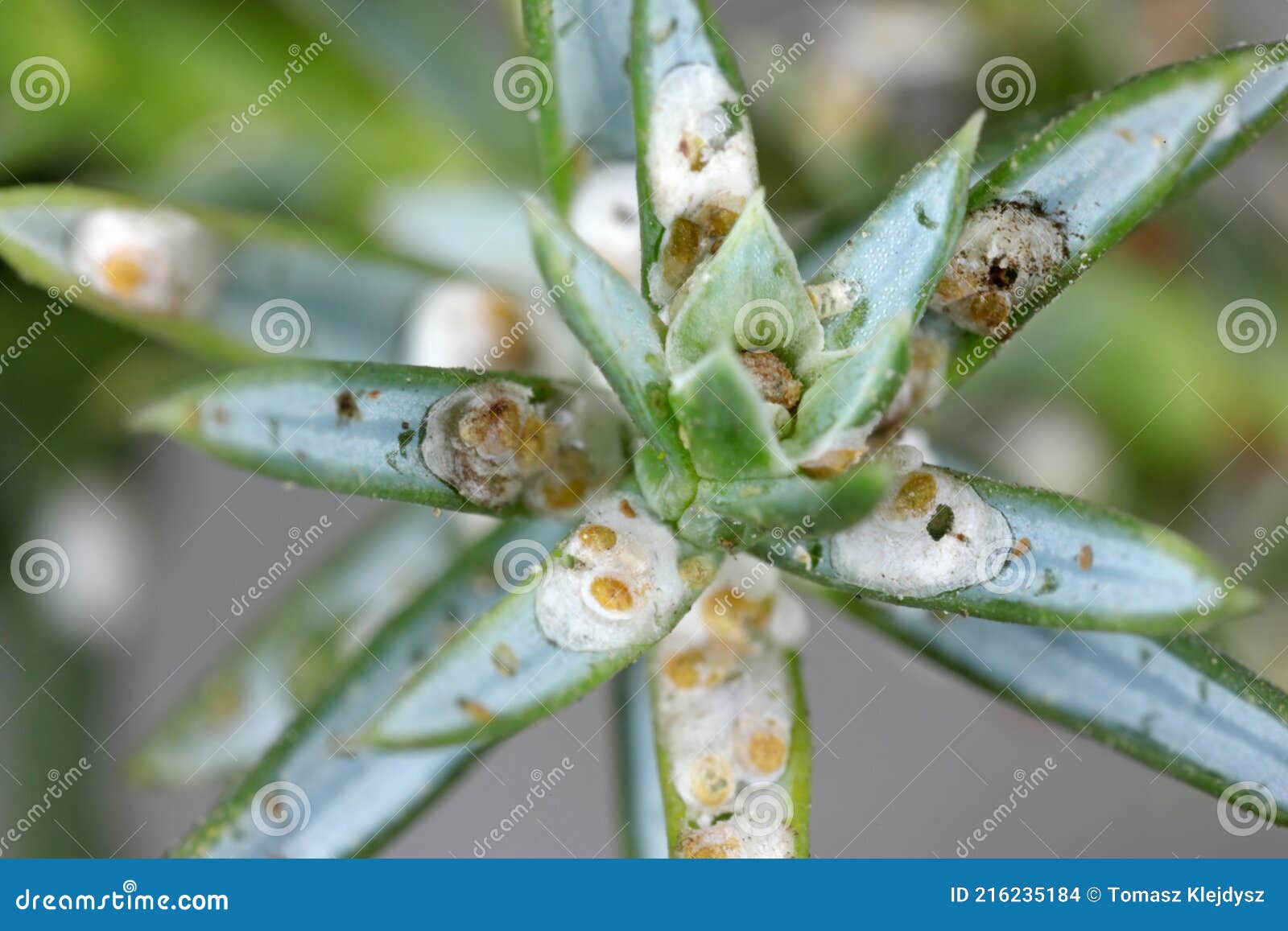Juniper Scale Carulaspis Juniperi on Juniper Juniperus Spp. Stock Photo ...