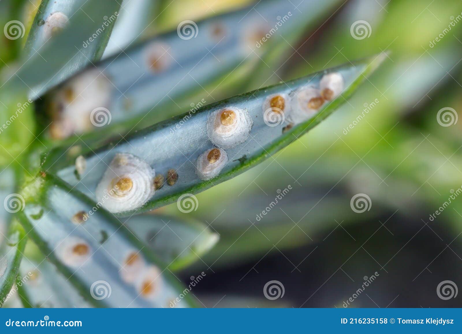 Juniper Scale Carulaspis Juniperi on Juniper Juniperus Spp. Stock Photo ...