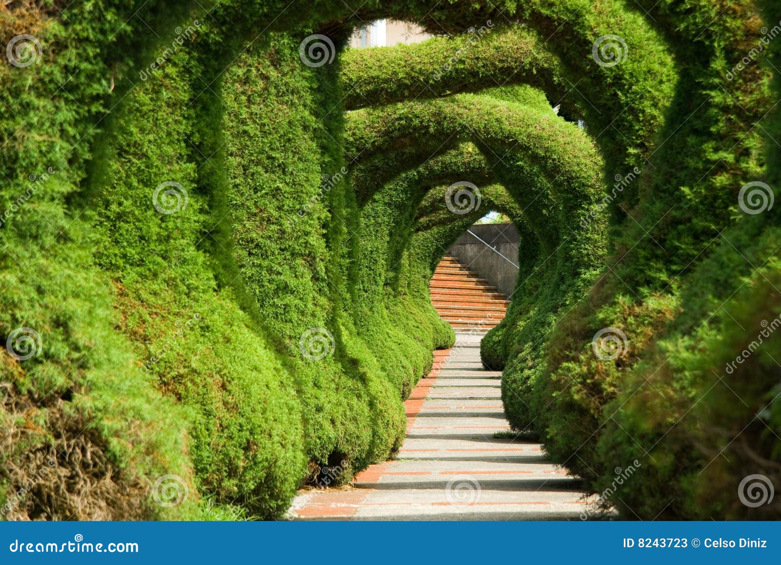 329 Juniper Shadows Stock Photos - Free & Royalty-Free Stock Photos ...