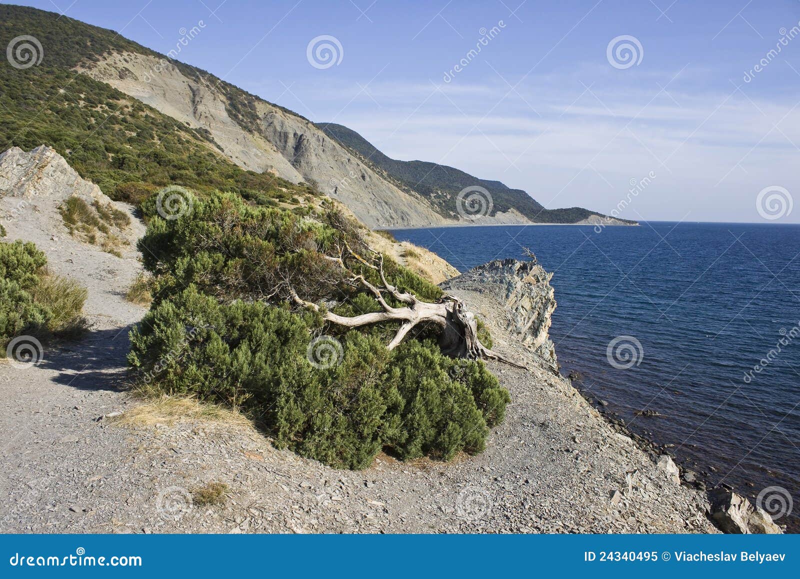 Juniper on the sea beach stock image. Image of mountains - 24340495
