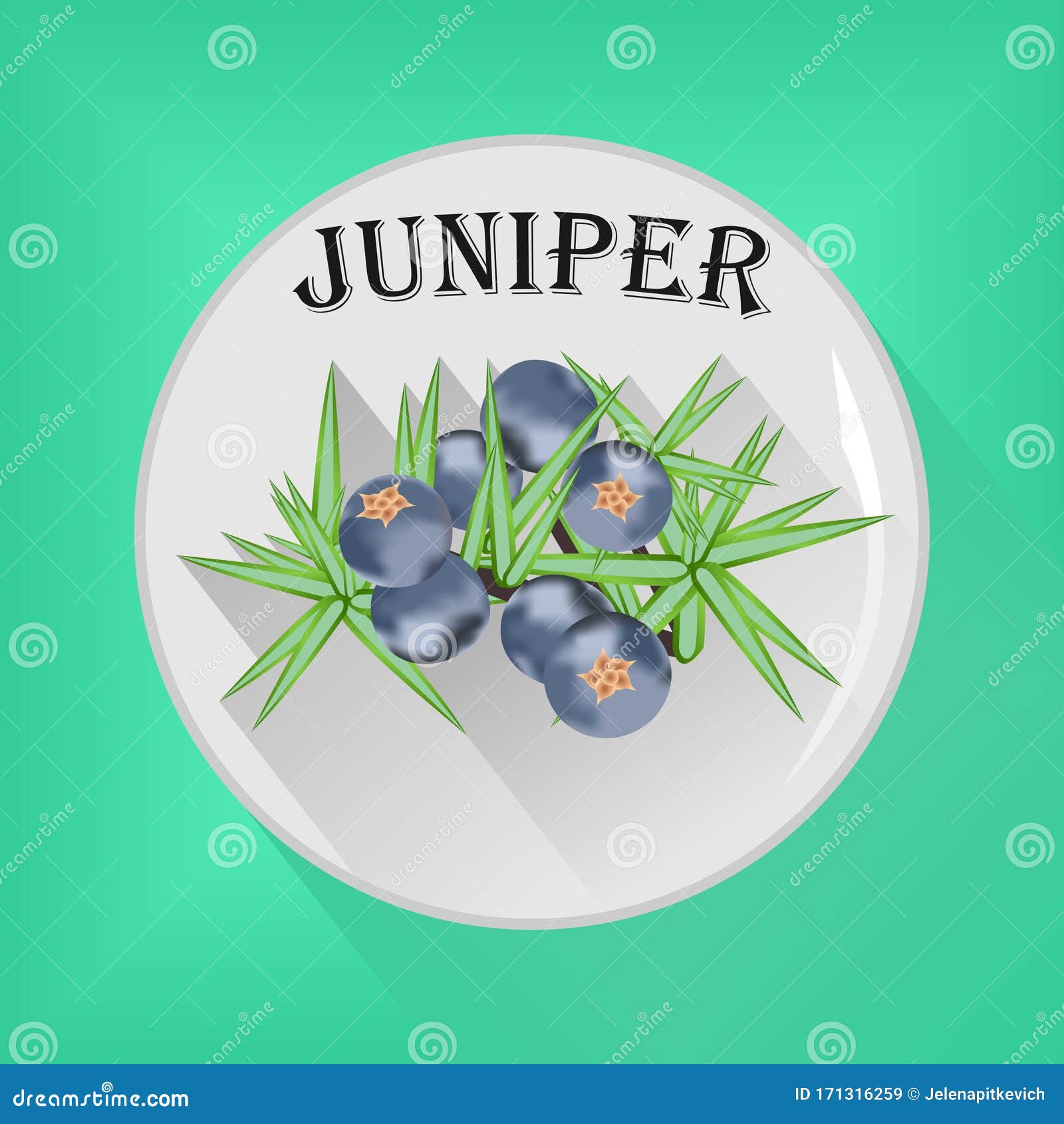 Juniper Seasoning Sticker Flat Icon Vector Image Stock Illustration ...