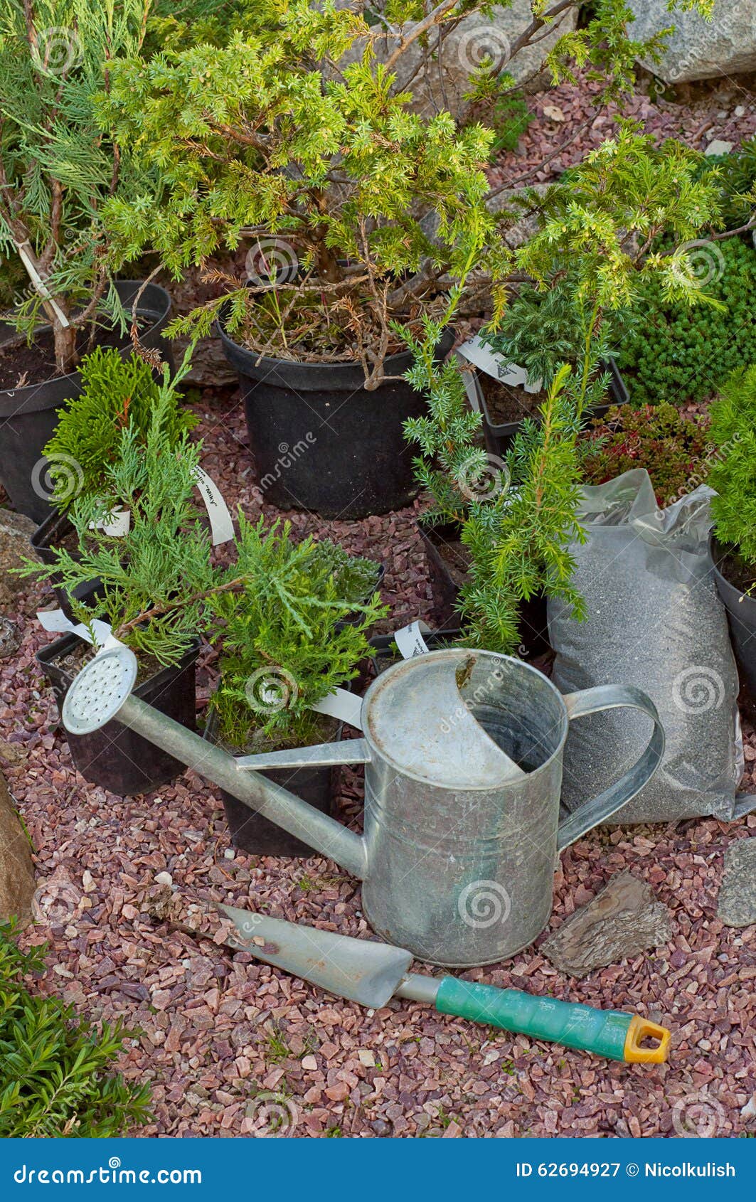 Juniper seedlings stock image. Image of potted, nature - 62694927
