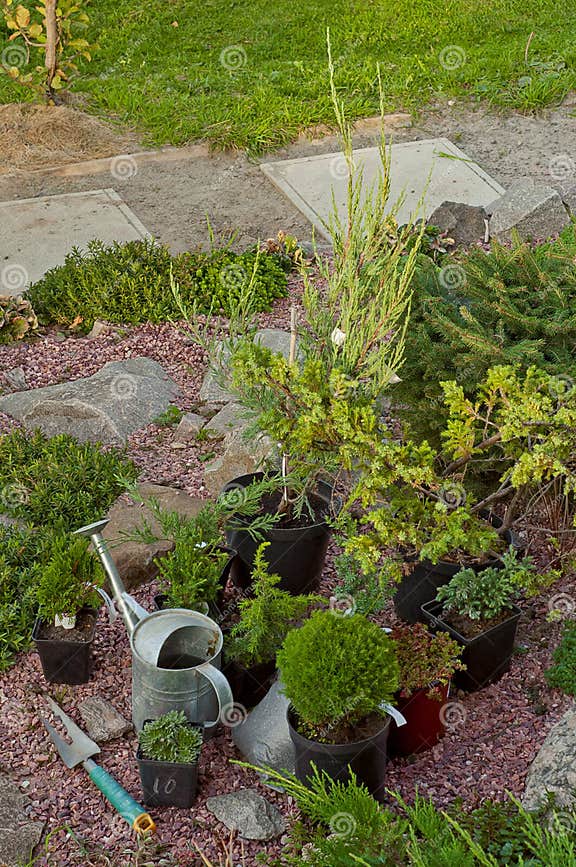 Juniper seedlings stock image. Image of green, plant - 62694977