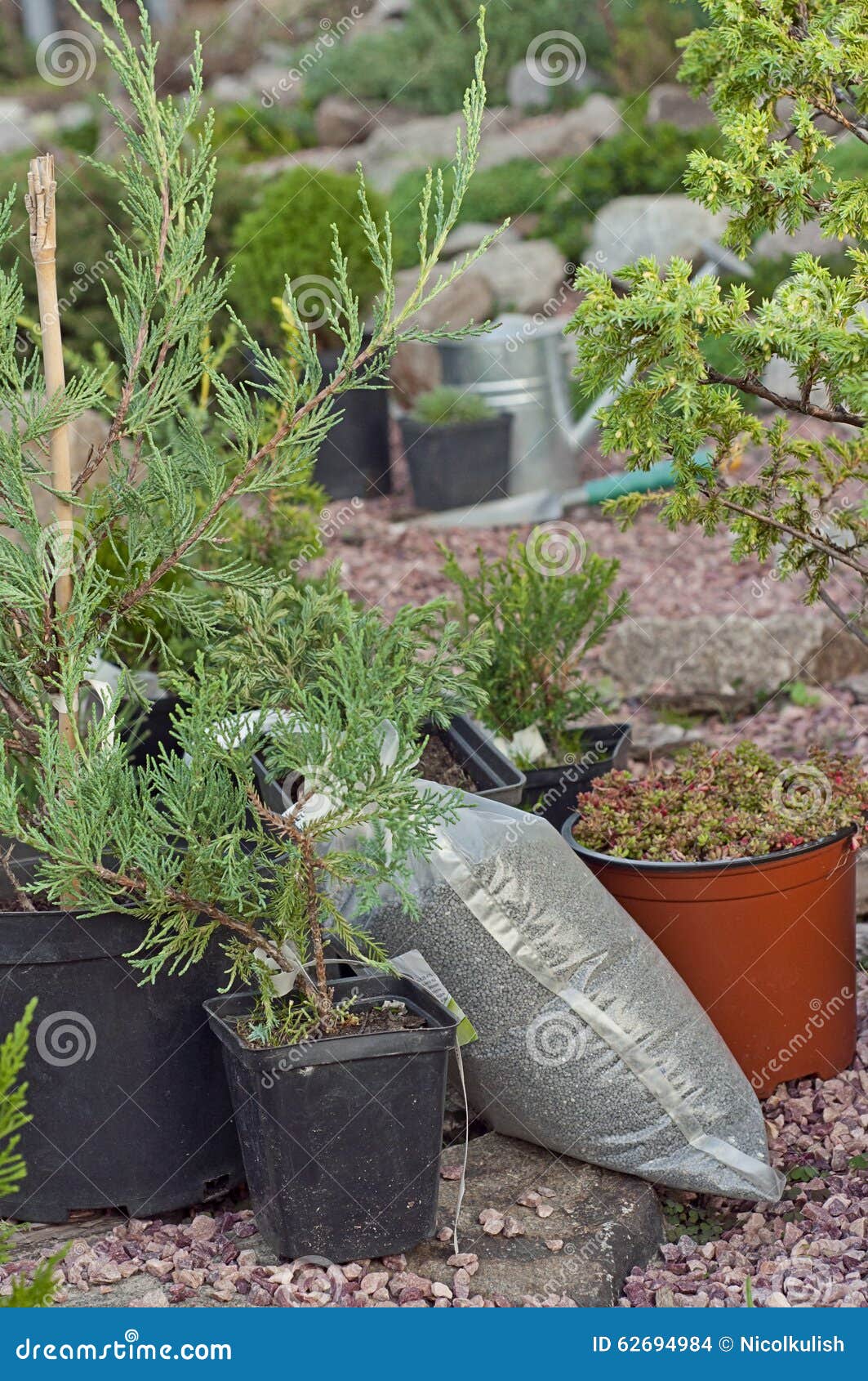 Juniper seedlings stock photo. Image of nature, care - 62694984