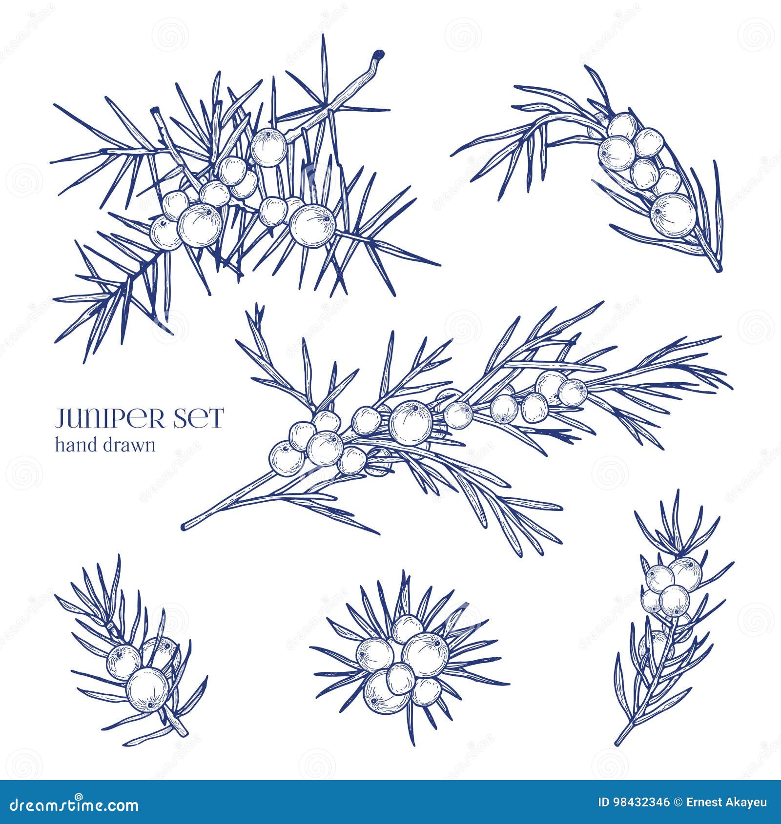 Juniper Set. Detailed Hand Drawn Branches with Berries. Black and White ...