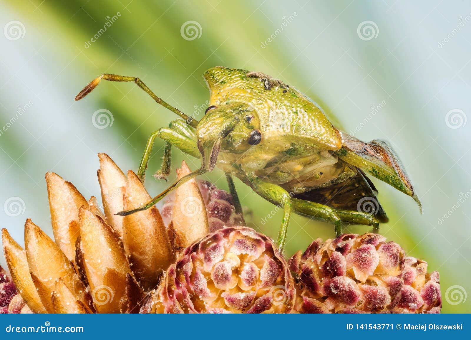 Juniper Shield Bug, Cyphostethus Tristriatus Stock Image - Image of ...