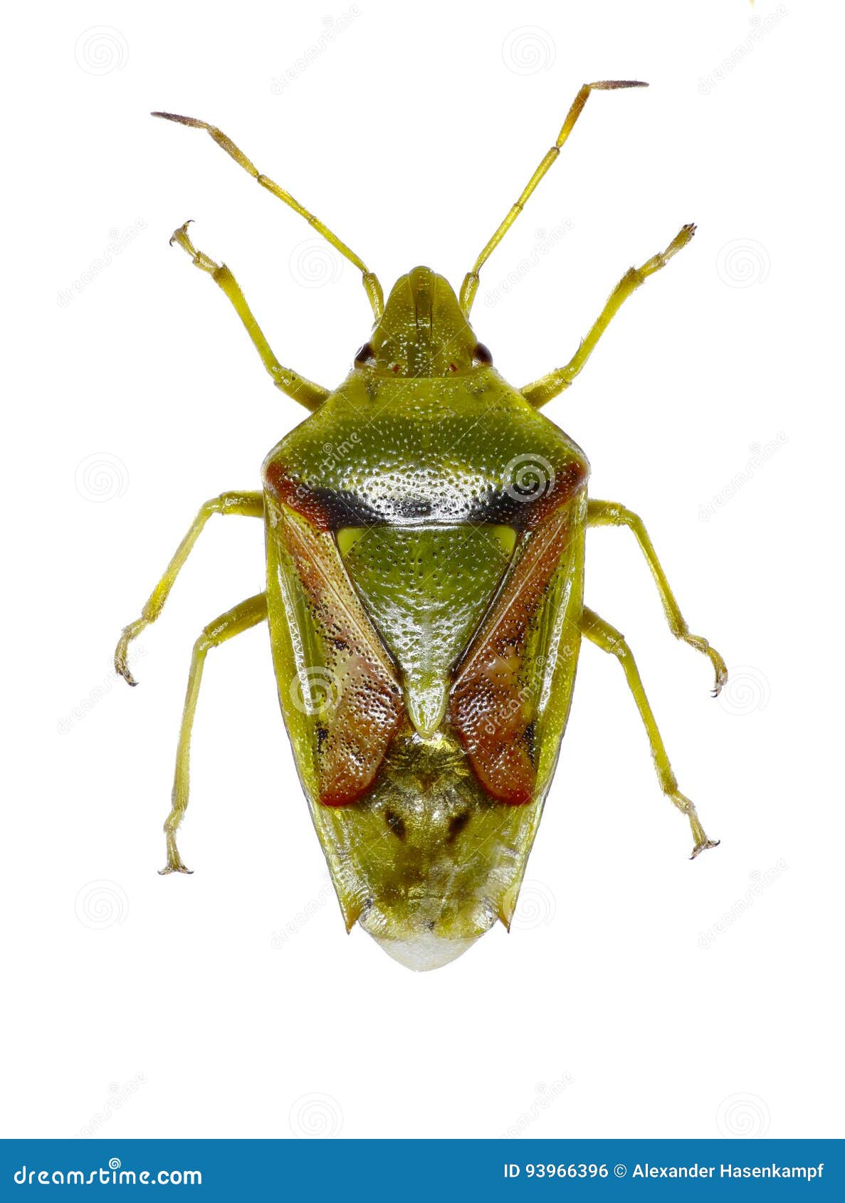 Juniper Shield Bug on White Background Stock Photo - Image of ...