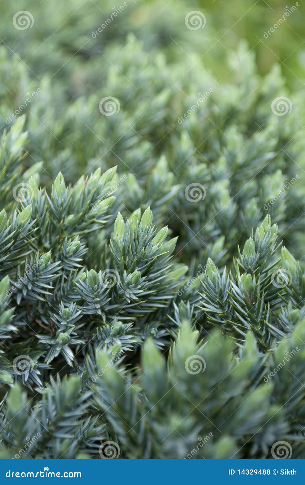 Juniper Shrub With Berries In The Garden. Juniperus Horizontalis Moench ...