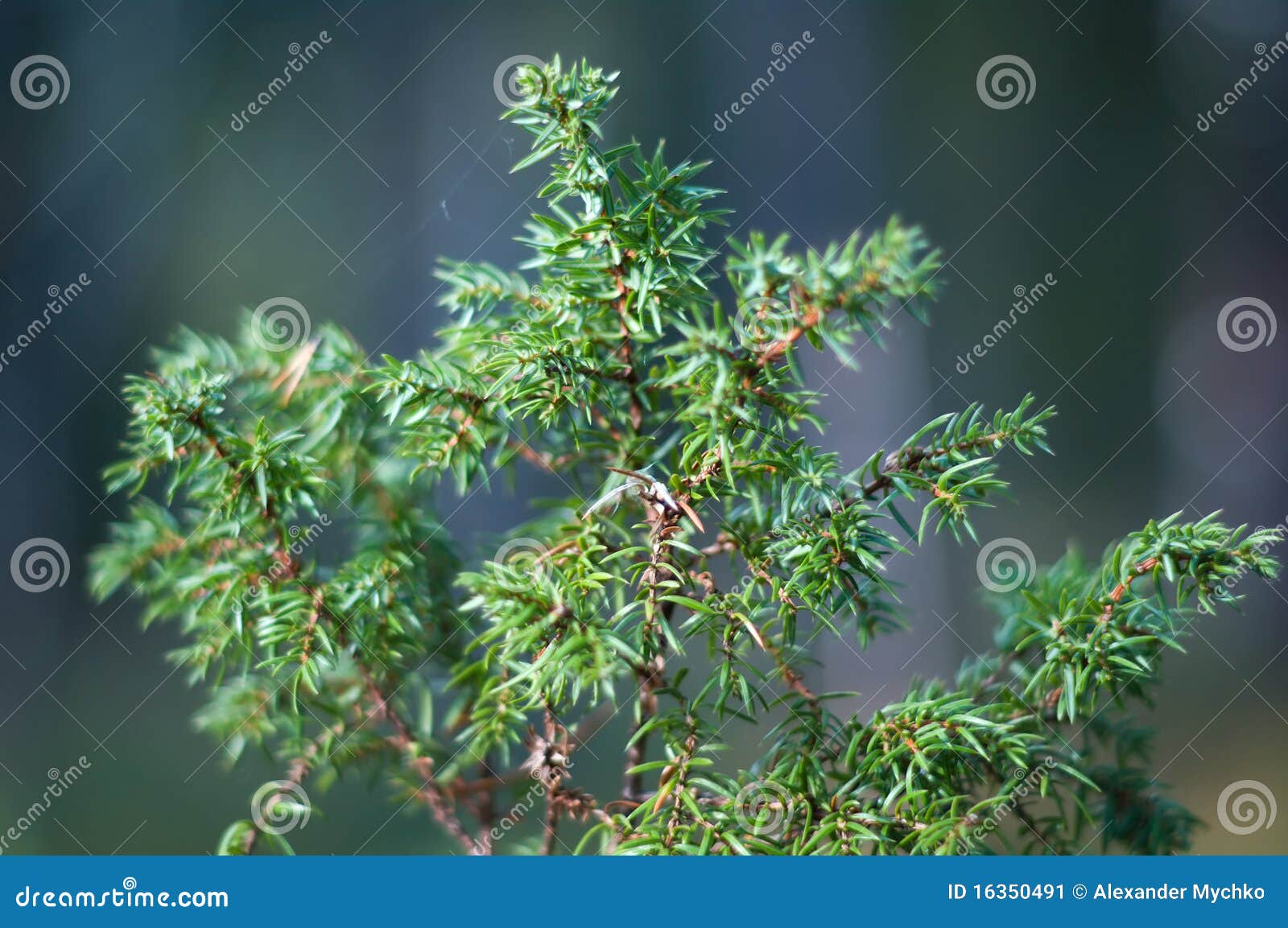 Juniper Shrub With Berries In The Garden. Juniperus Horizontalis Moench ...