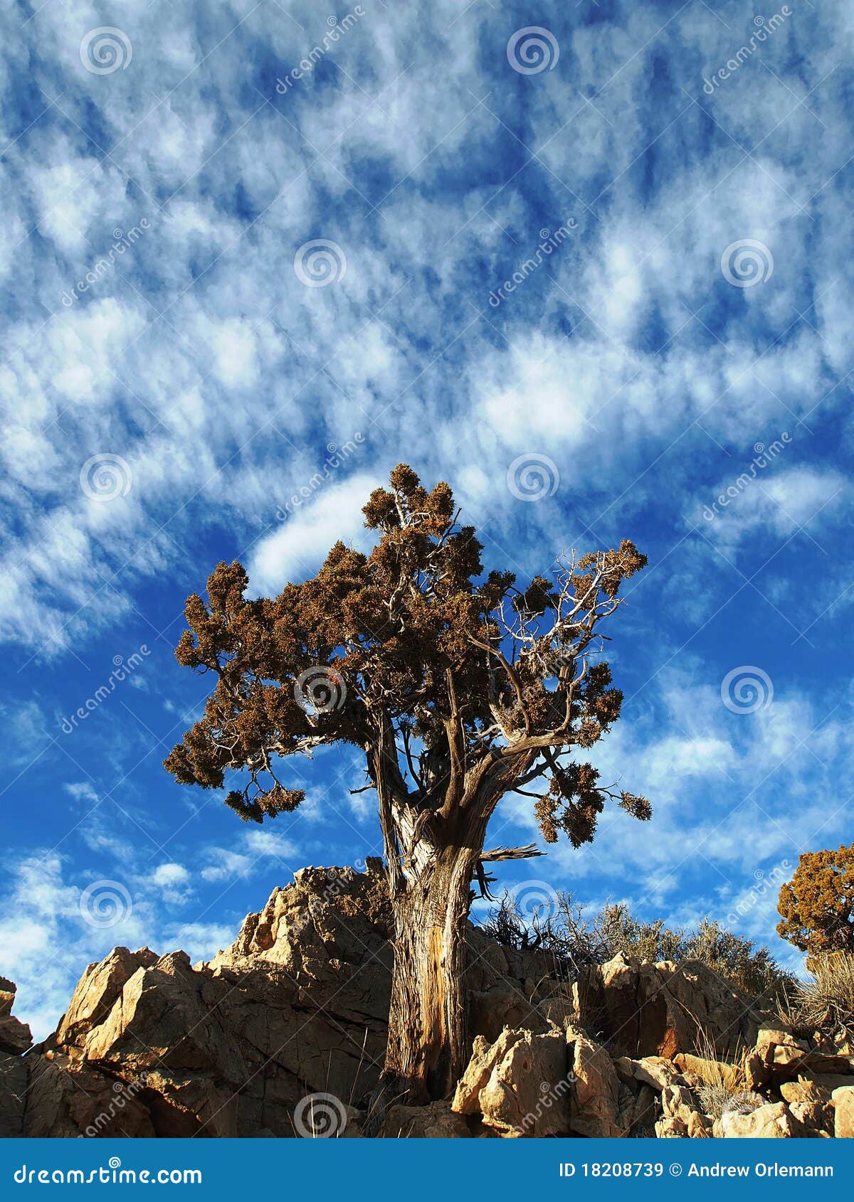 Juniper Shrub With Berries In The Garden. Juniperus Horizontalis Moench ...