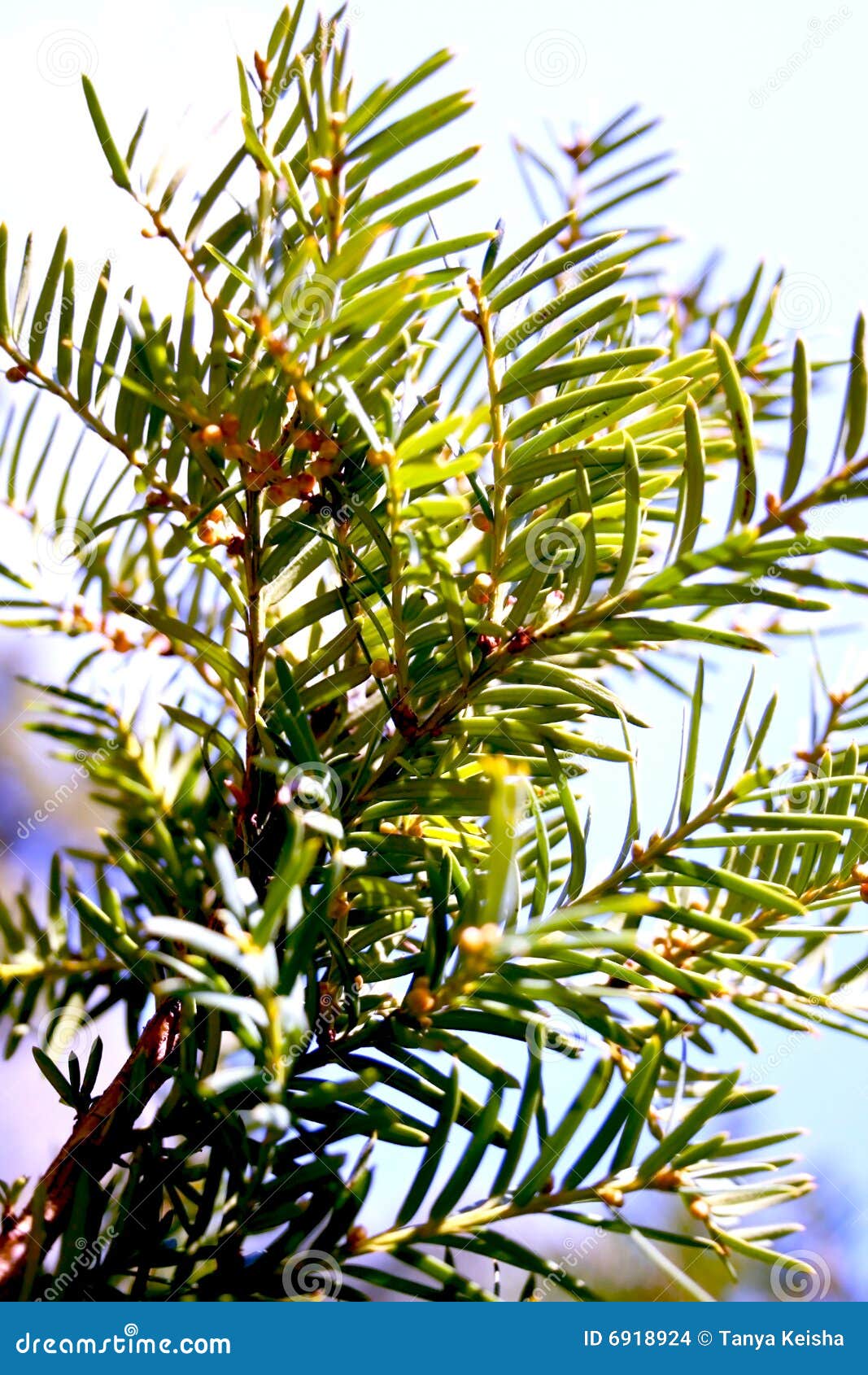 Juniper Shrub With Berries In The Garden. Juniperus Horizontalis Moench ...